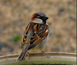 Hold The House Sparrow (translation) - Paul E Nelson